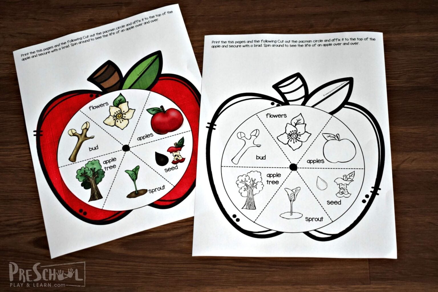 🍎 FREE Printable Apple Life Cycle Spinner Activity