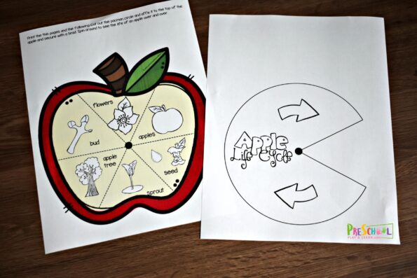 🍎 FREE Printable Apple Life Cycle Spinner Activity