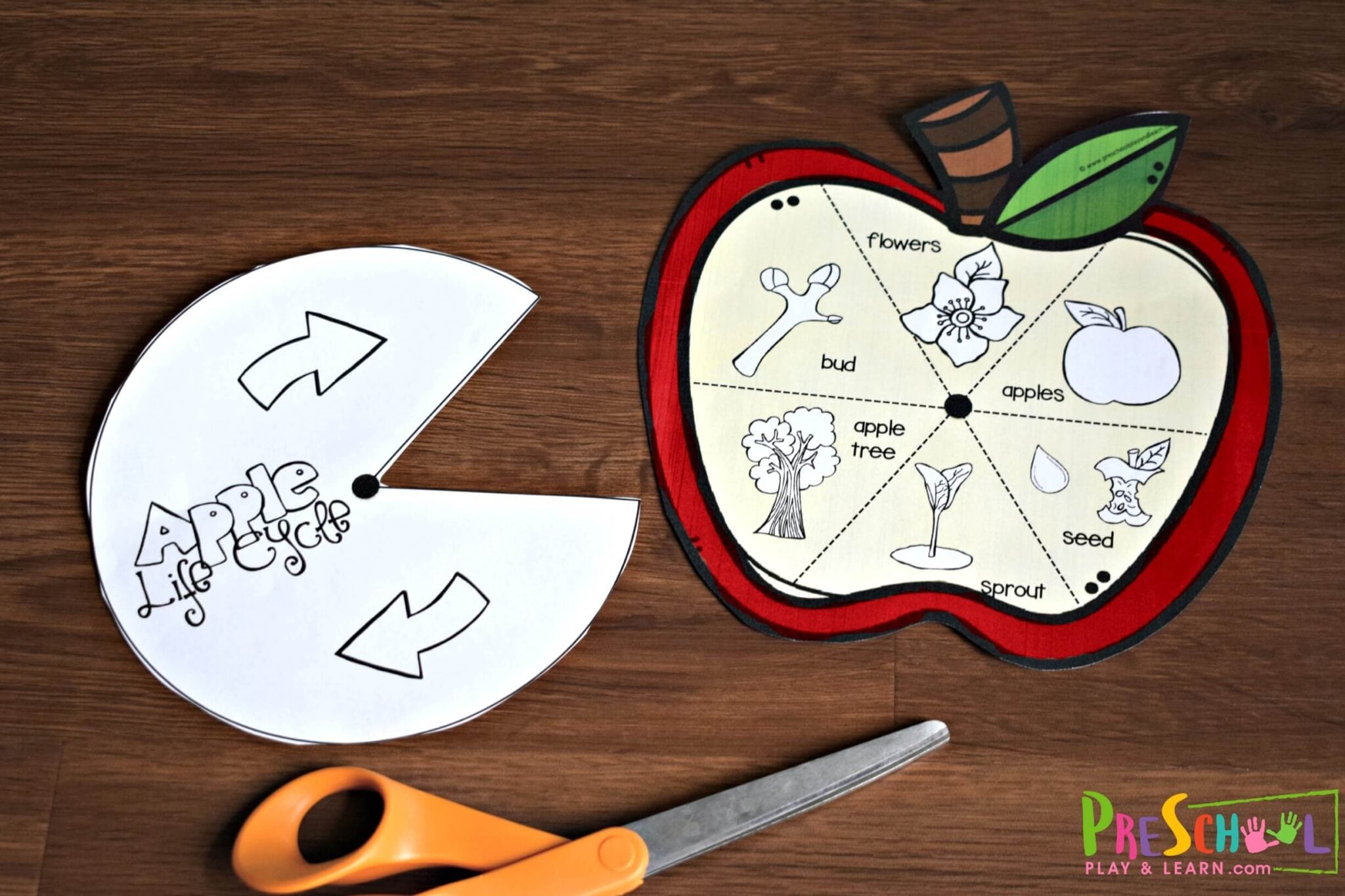 🍎 FREE Printable Apple Life Cycle Spinner Activity