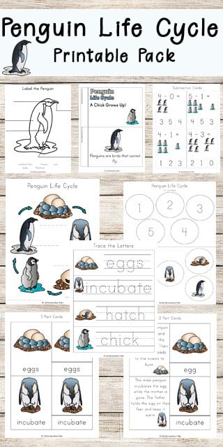🐞 Life Cycle of a Ladybird - FREE Printable Ladybug Reader for Kids