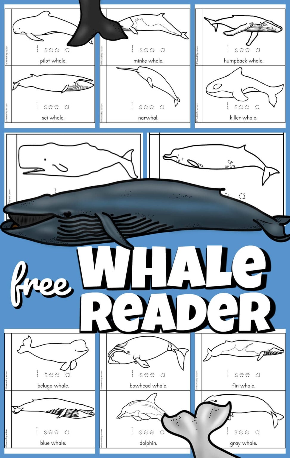🐳 Whales for Kids Printable Emergent Reader for Preschool Science
