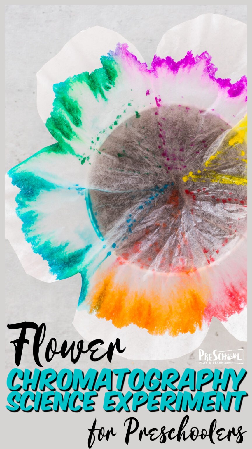 🌸 Simple Blooming Flowers Capillary Action Experiment (free template)