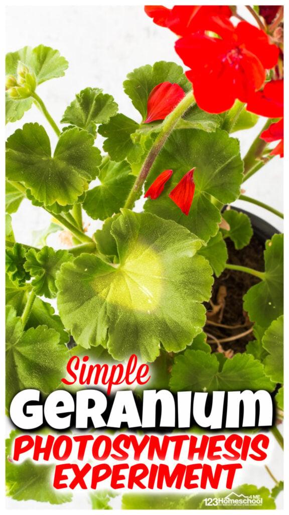 🌺 Flower Science Experiment for Preschoolers