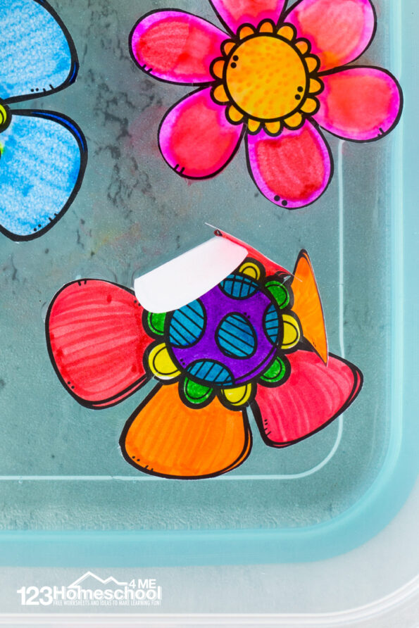🌸 Simple Blooming Flowers Capillary Action Experiment (free template)
