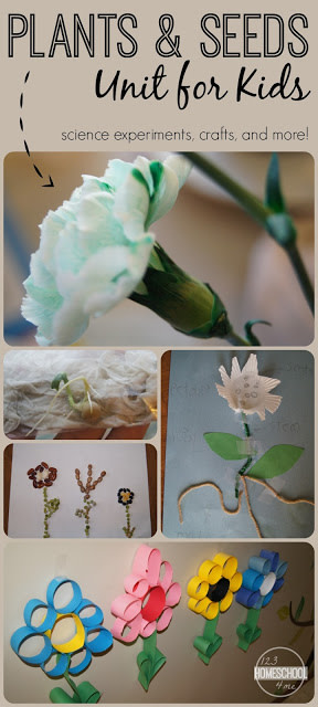🌺 Flower Science Experiment for Preschoolers