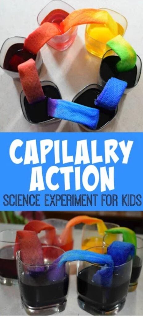 🐝 Simple Jello Bee Pollination Experiment for Kids